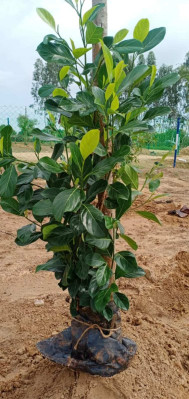 Manvasanai Pannai Nilam in Madhurandagam, Chennai - RealEstateIndia.Com