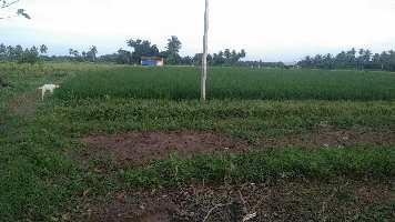 Farm Land for sale in Kallakurichi, Villupuram | Buy/Sell Agricultural ...