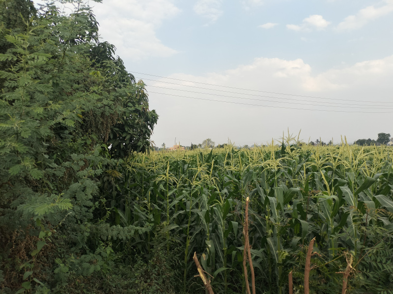 Agricultural Land 3800 Sq. Meter for Sale in Samarth Nagar, Makhmalabad ...